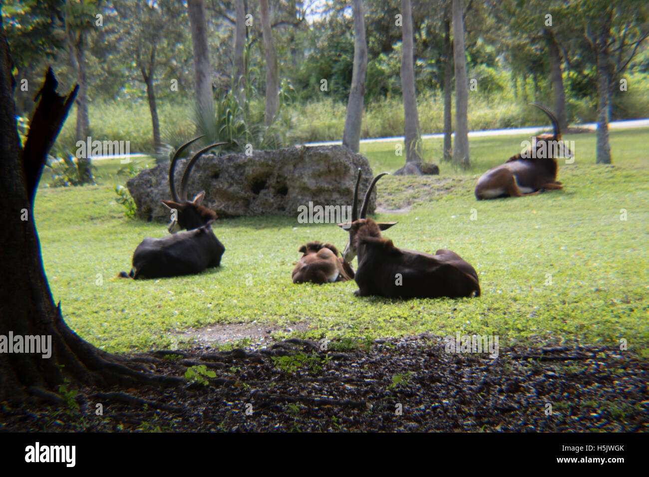 animals at the zoo Stock Photo - Alamy