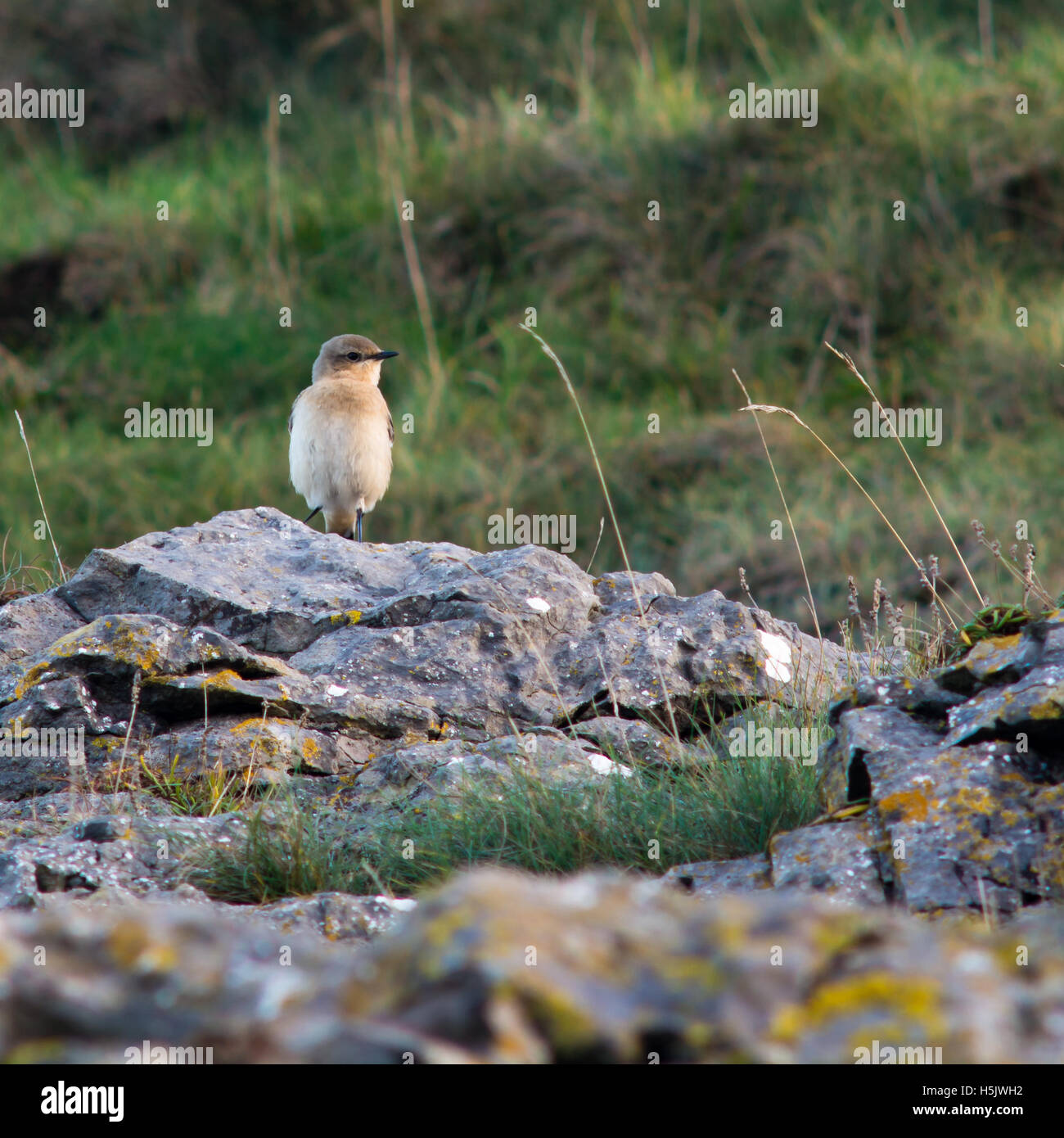 Wheatear bird uk hi-res stock photography and images - Alamy