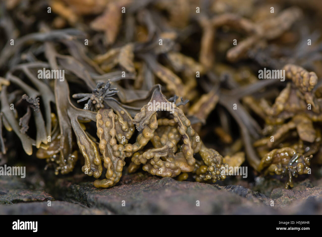Channeled wrack (Pelvetia canaliculata) seaweed. Common brown algae ...