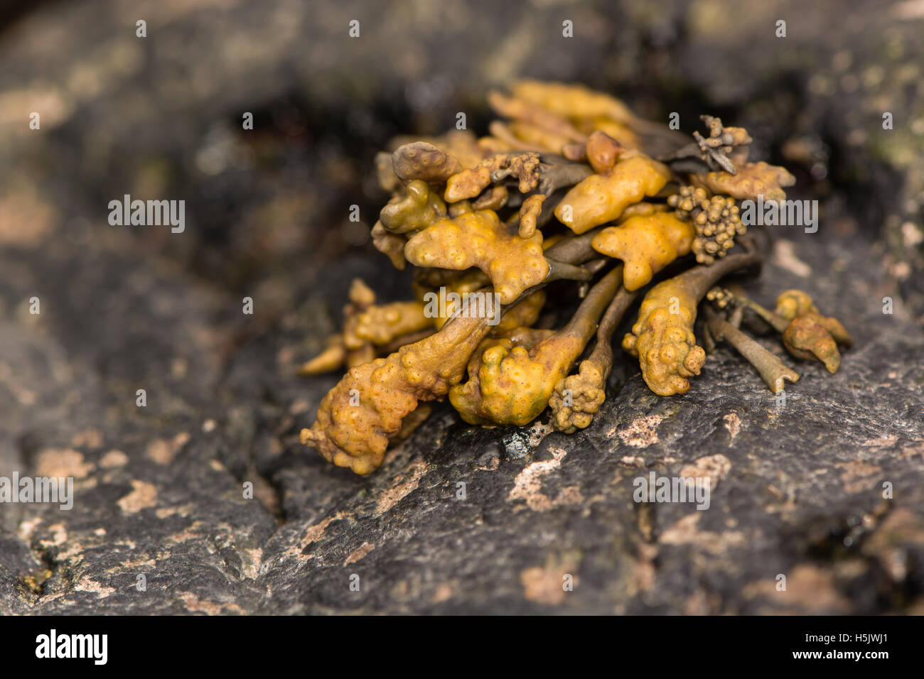 Channeled wrack (Pelvetia canaliculata) seaweed close up. Common brown ...