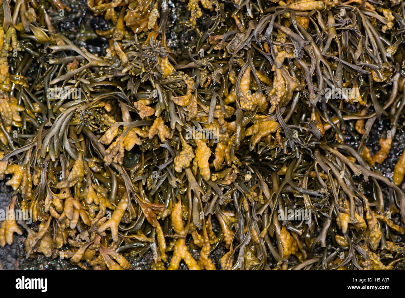 Channeled wrack (Pelvetia canaliculata) seaweed covering rock. Common ...