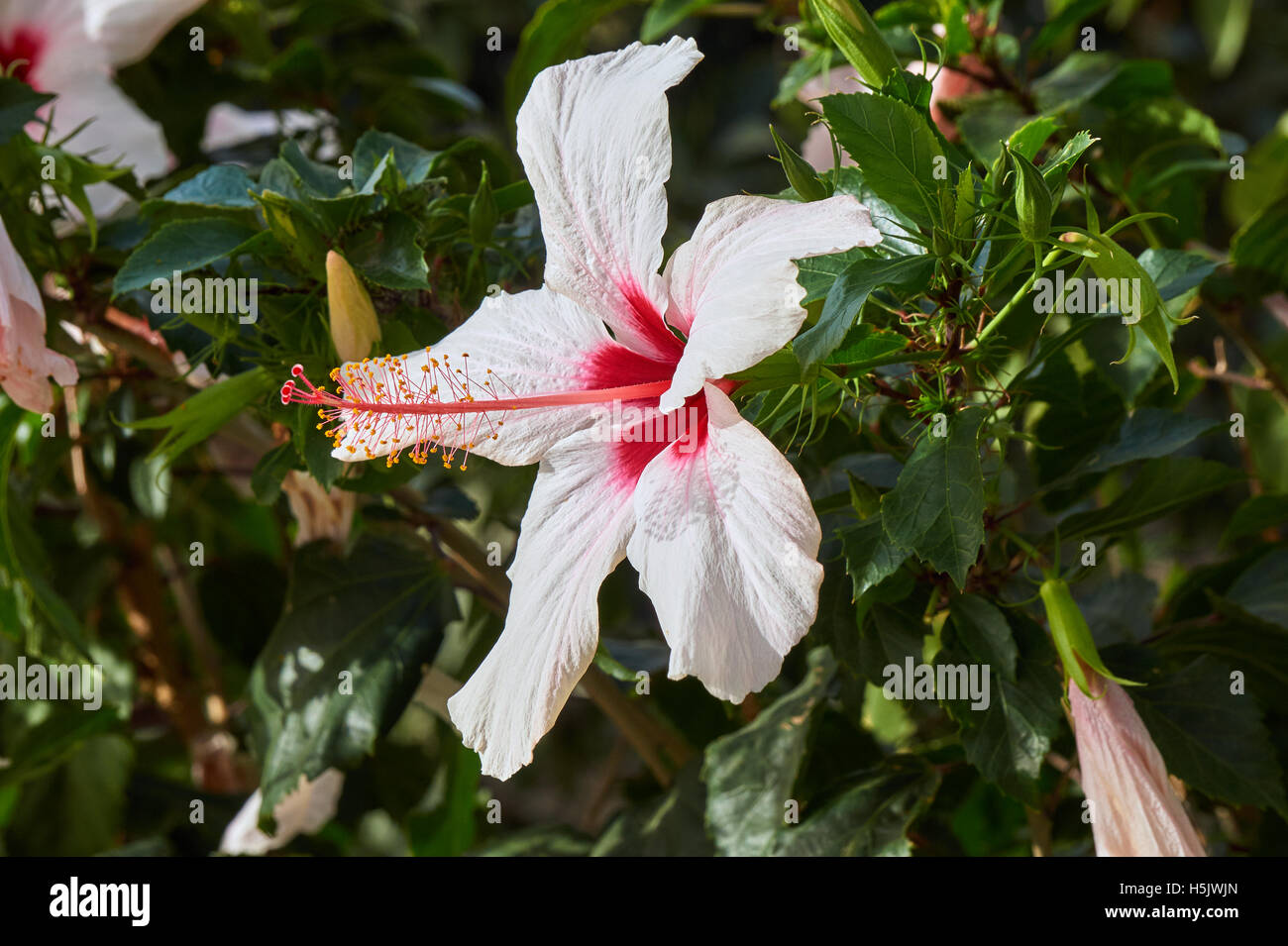 white Hibiscus flower on Kos island in Greece Stock Photo - Alamy