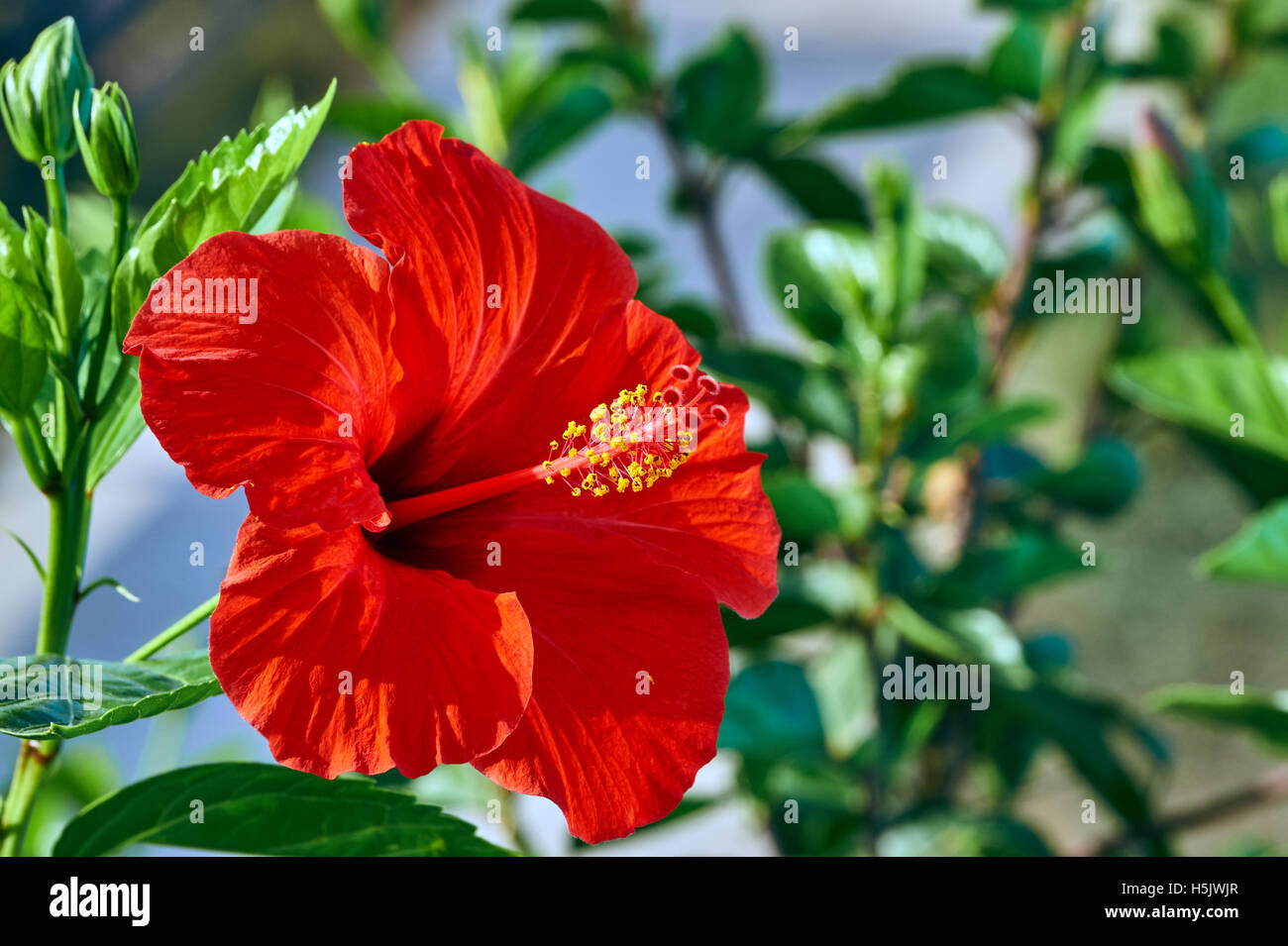 red Hibiscus flower on Kos island in Greece Stock Photo - Alamy