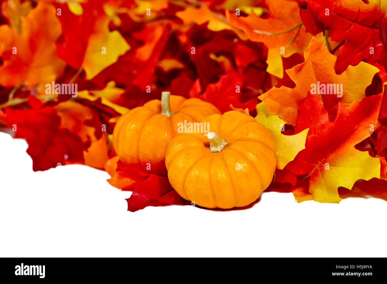 Two mini pumpkins with fake orange, red and yellow leaves isolated on ...