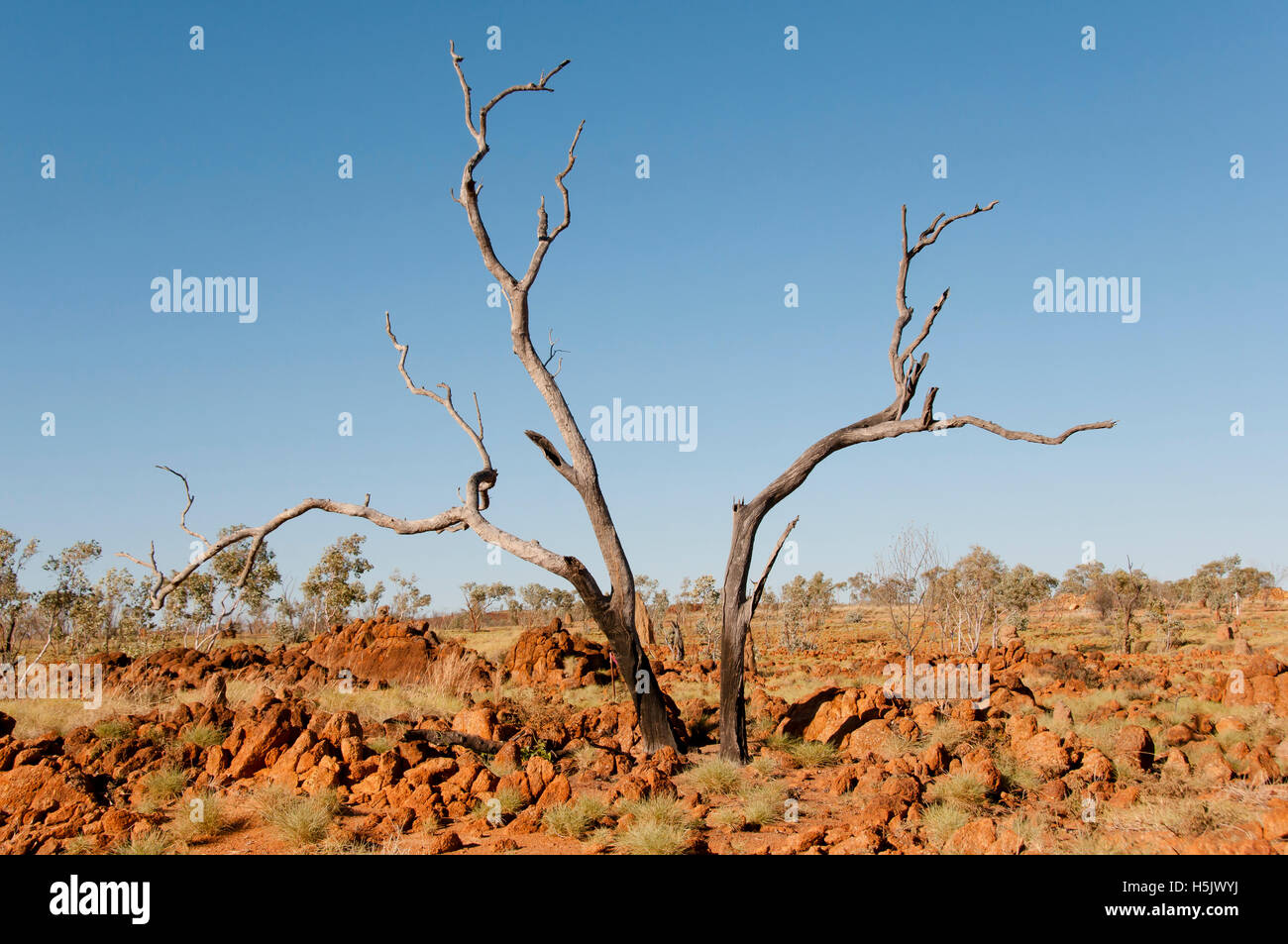 Burnt Tree - Outback Australia Stock Photo - Alamy