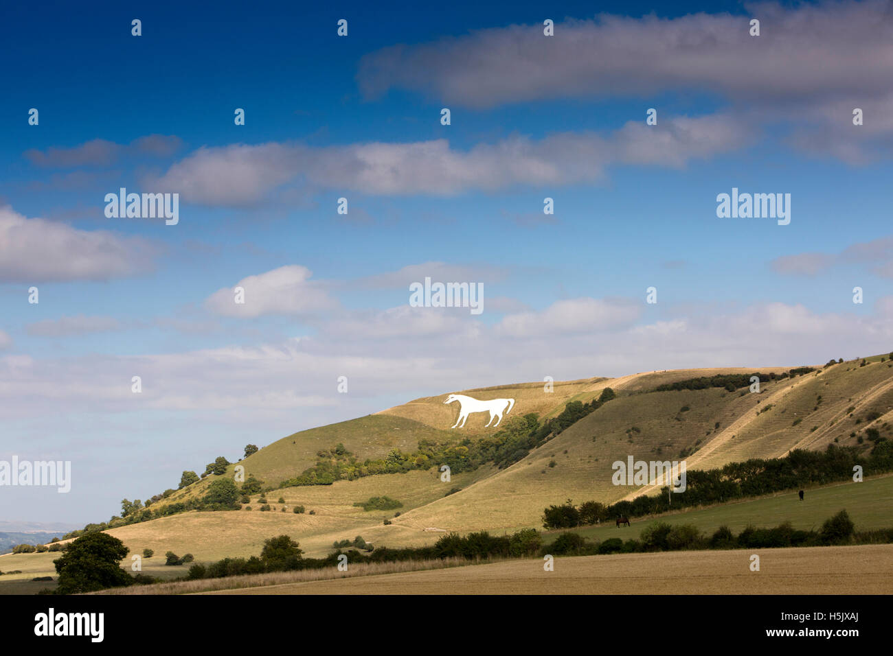 Chalk salisbury plain hi-res stock photography and images - Alamy