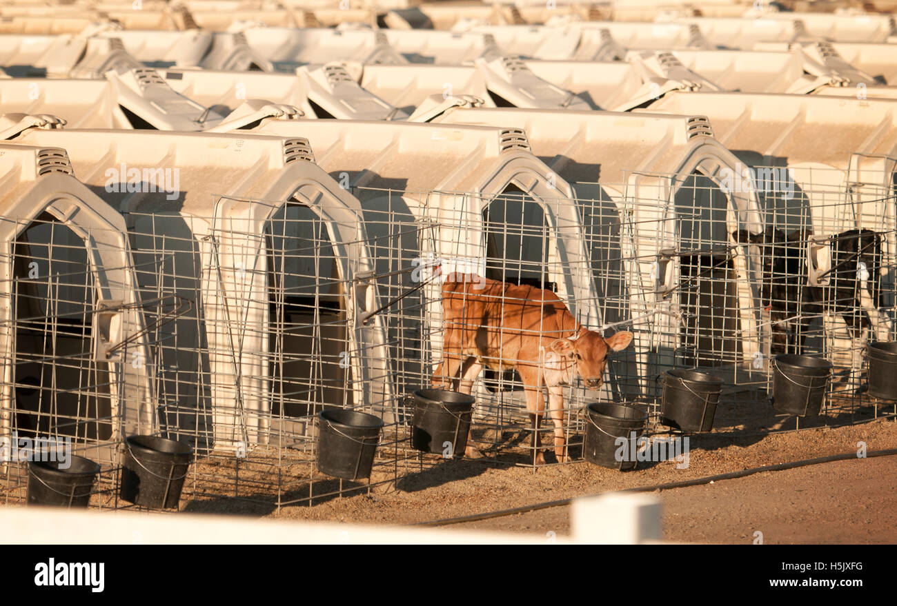 Calf eating food in a small cage separated from its mother at a ...