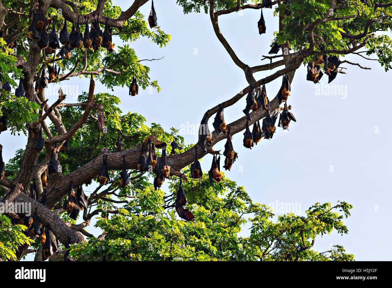 Tree full of bats - Indian flying fox, Tissamaharama, Sri Lanka Stock ...