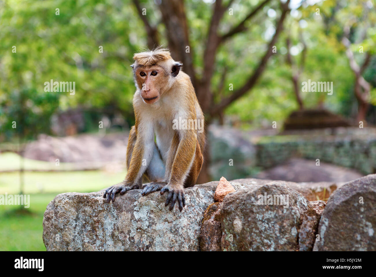 Monkey stone hi-res stock photography and images - Alamy
