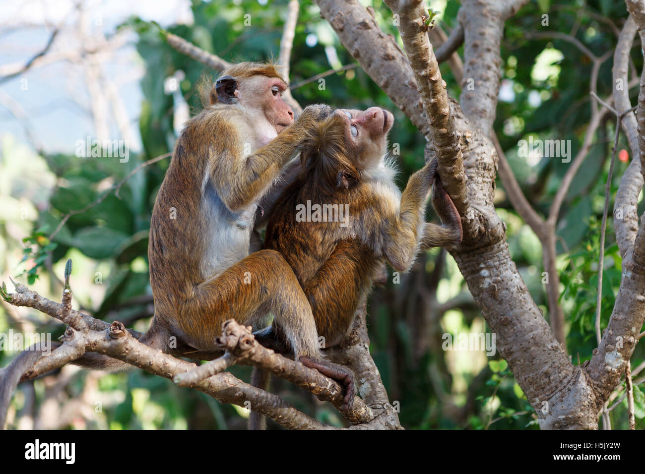 Bonnet Monkey High Resolution Stock Photography and Images - Alamy