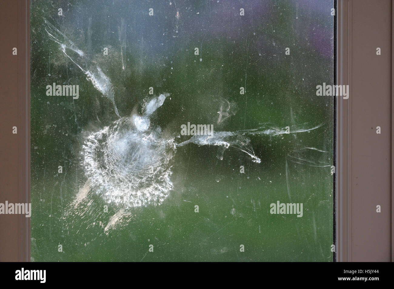 Outline of bird, woodpigeon, left on window, a feather dust imprint ...