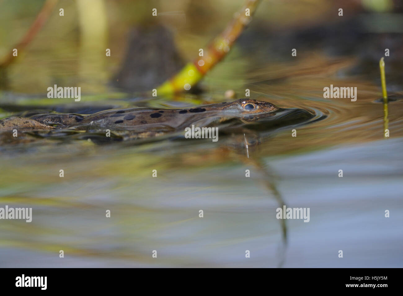 Common Frog swimming in garden pond under the surface of the water ...