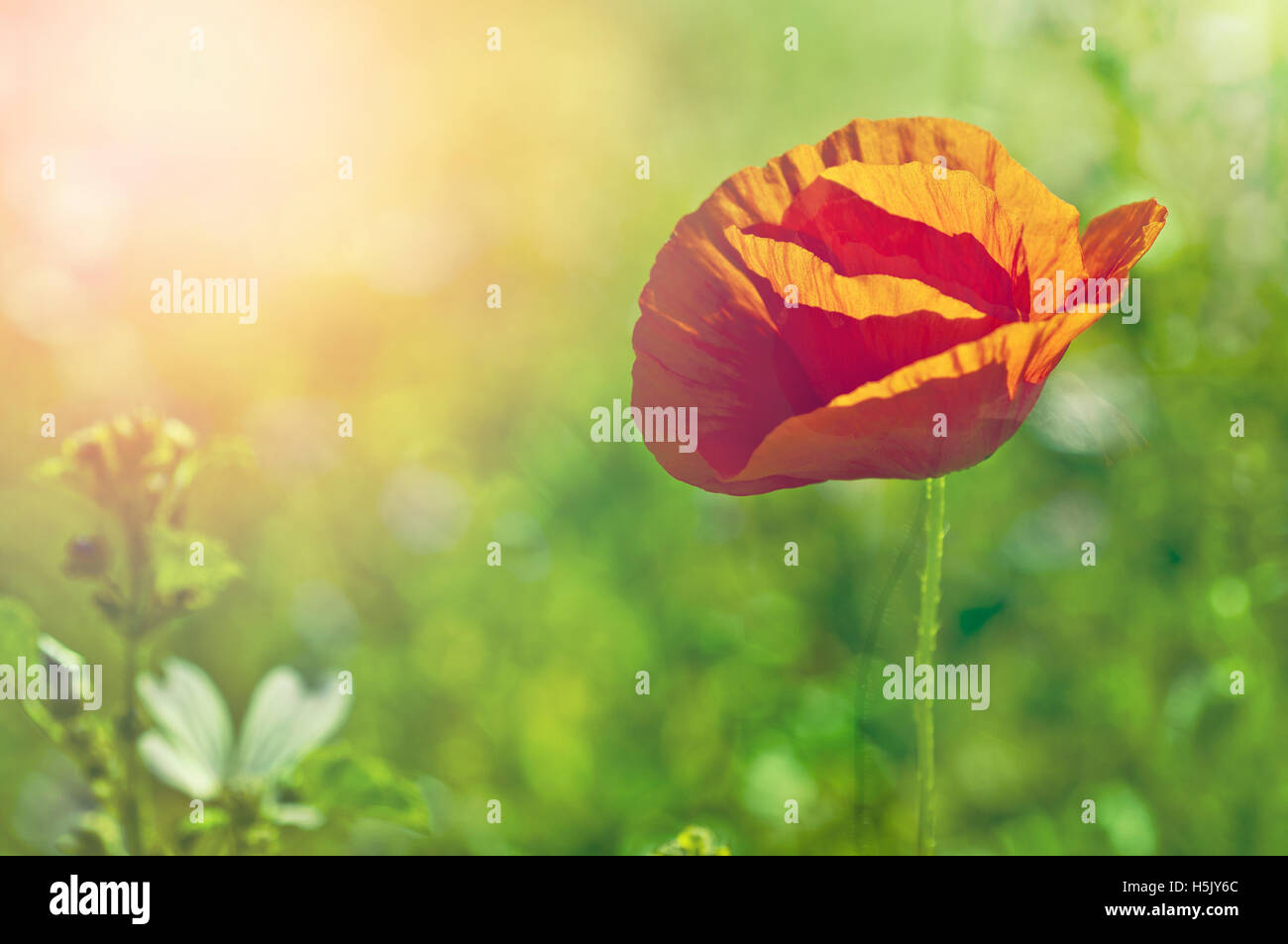 wild poppy flower Stock Photo - Alamy