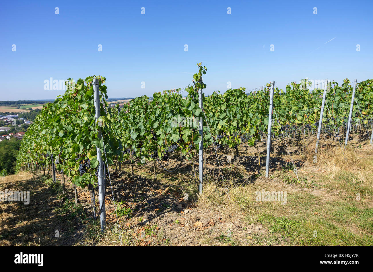 Mature grapevines hi-res stock photography and images - Alamy