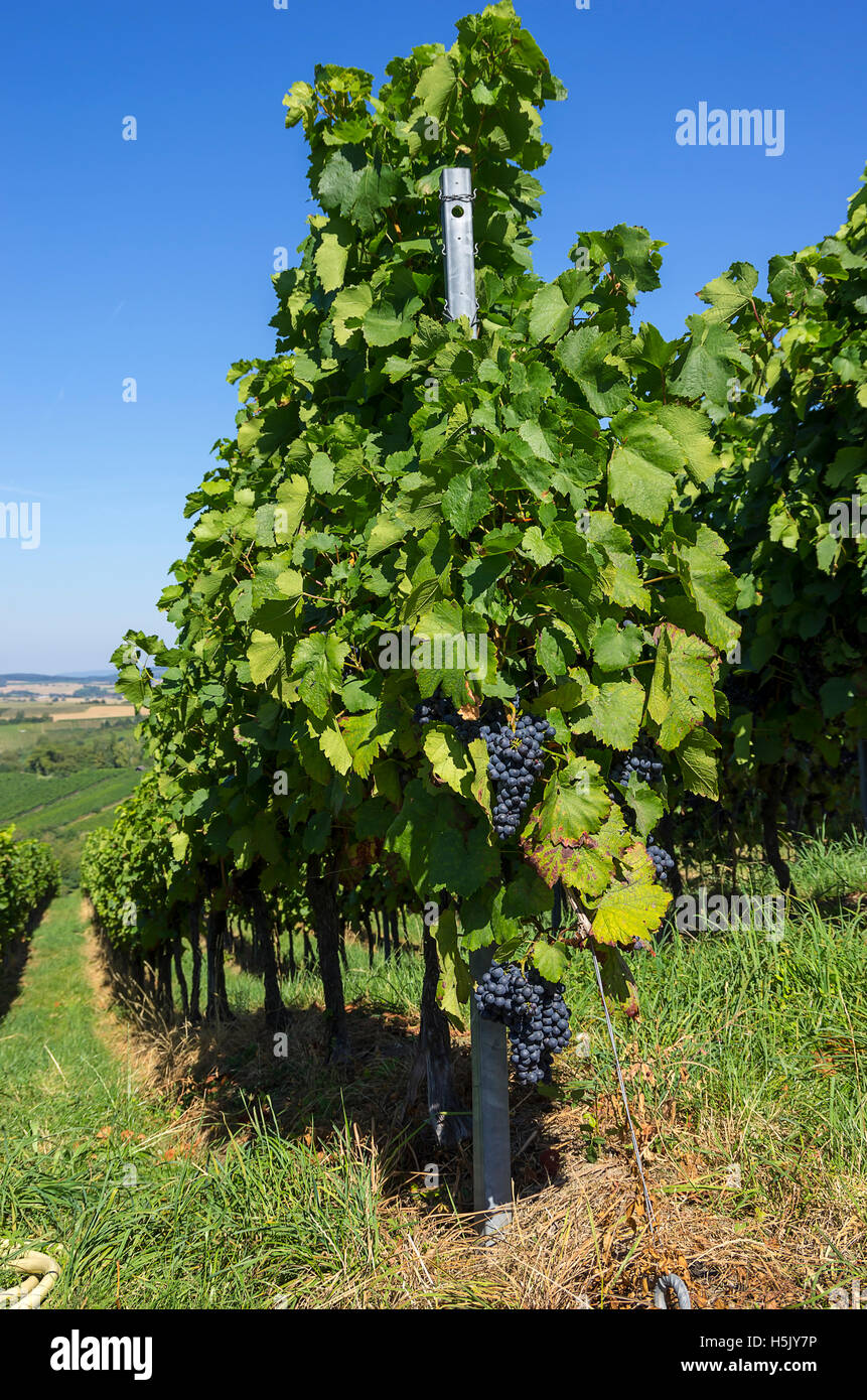 Grapevines in a vineyard Stock Photo - Alamy
