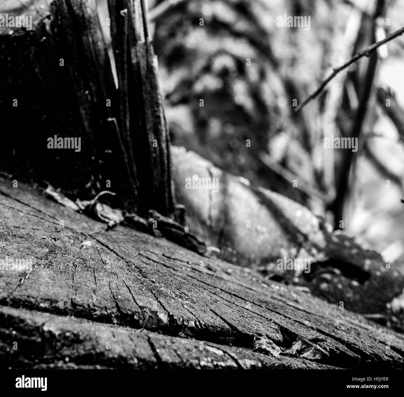 Cuted tree hi-res stock photography and images - Alamy