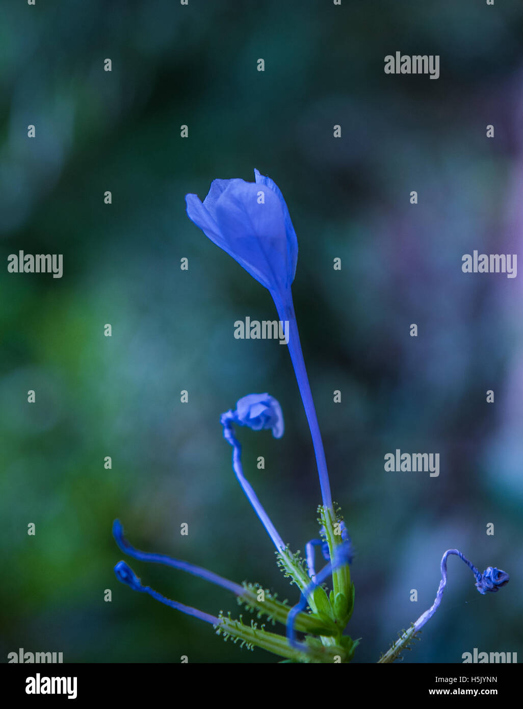 that blue flower Stock Photo - Alamy
