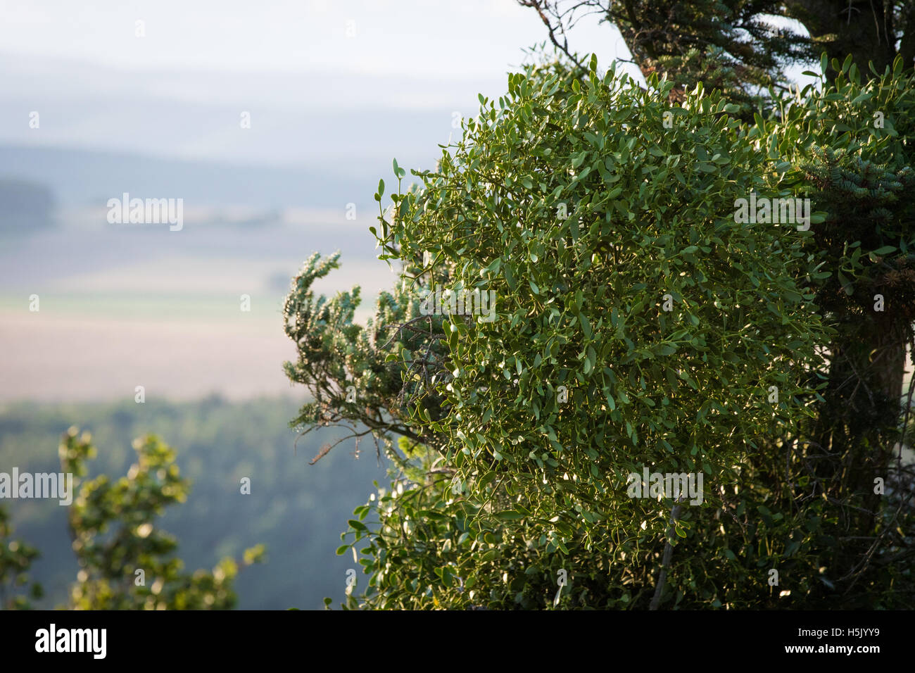 Mistletoe twigs hi-res stock photography and images - Alamy