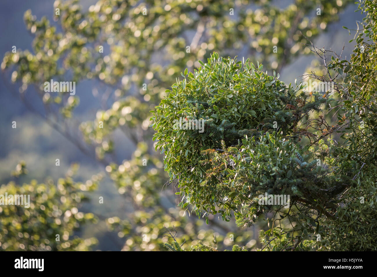 Good luck tree hi-res stock photography and images - Alamy