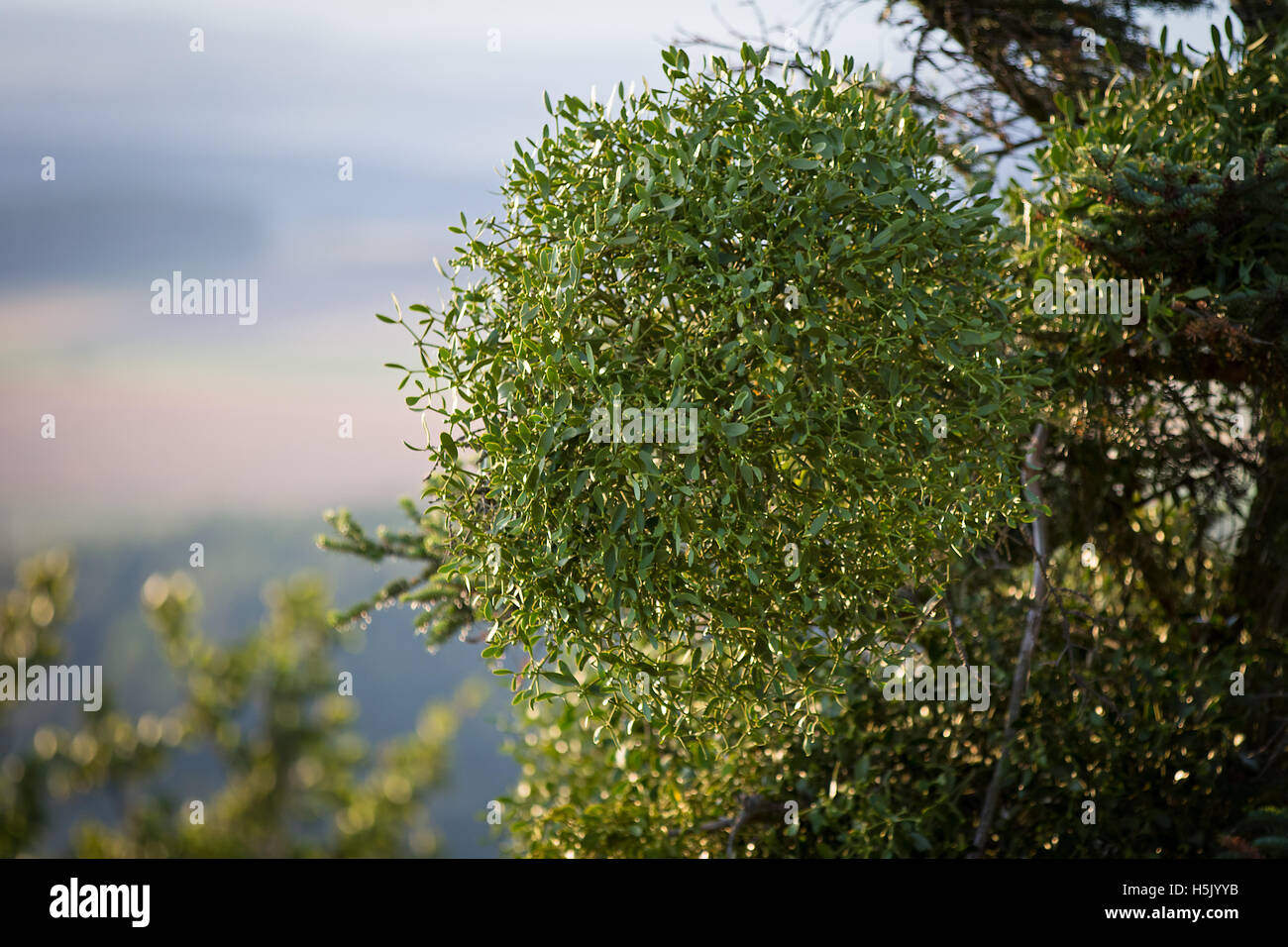 Hight tree hi-res stock photography and images - Alamy