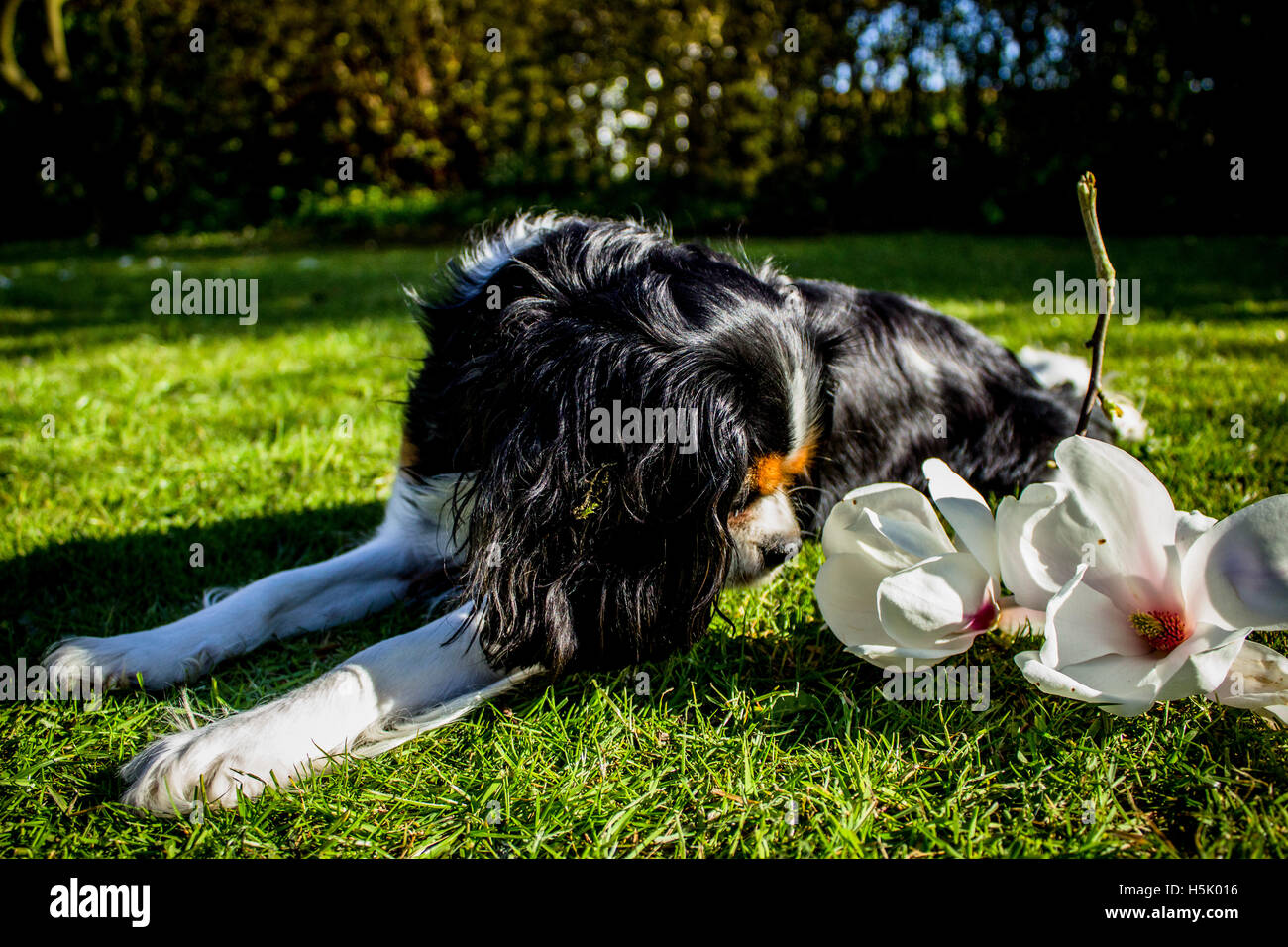 King Charles Cavalier dog Stock Photo - Alamy