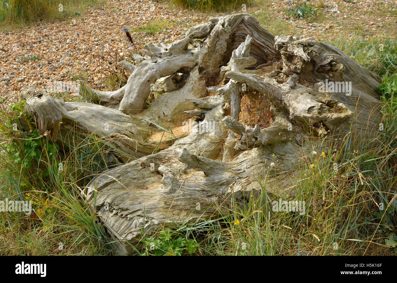 Gnarled and bleached tree stump on beach at Lancing in West Sussex ...