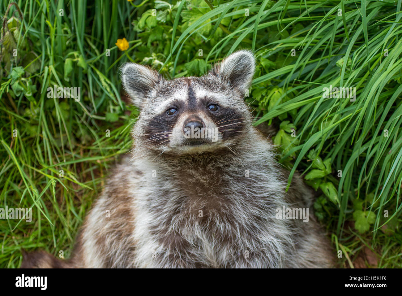A curious Raccoon looks intently at the camera Stock Photo - Alamy
