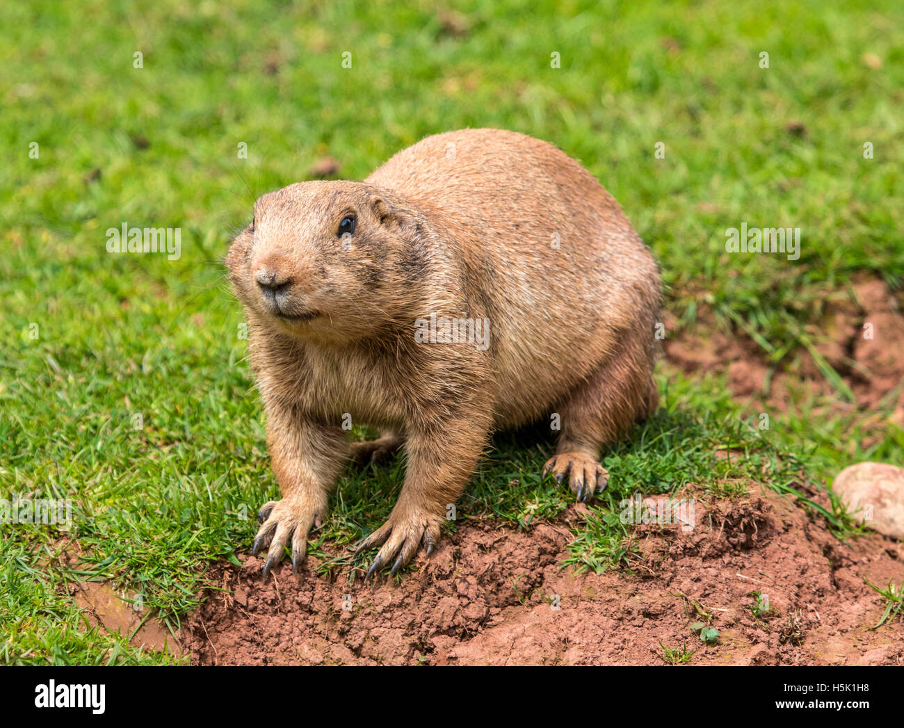 Burrowing ground squirrel hi-res stock photography and images - Alamy