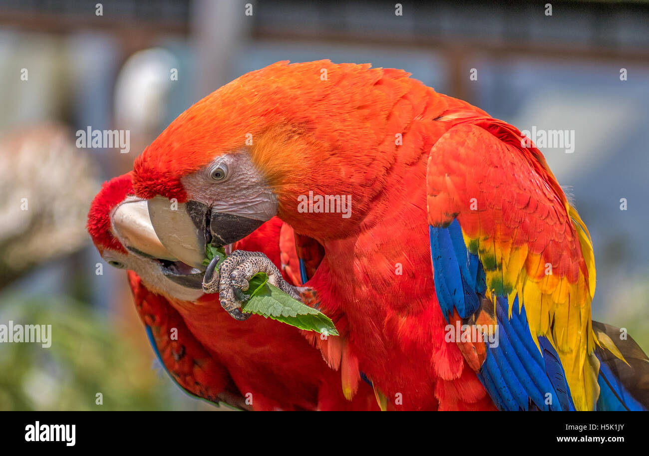 Scarlet macaws hi-res stock photography and images - Alamy