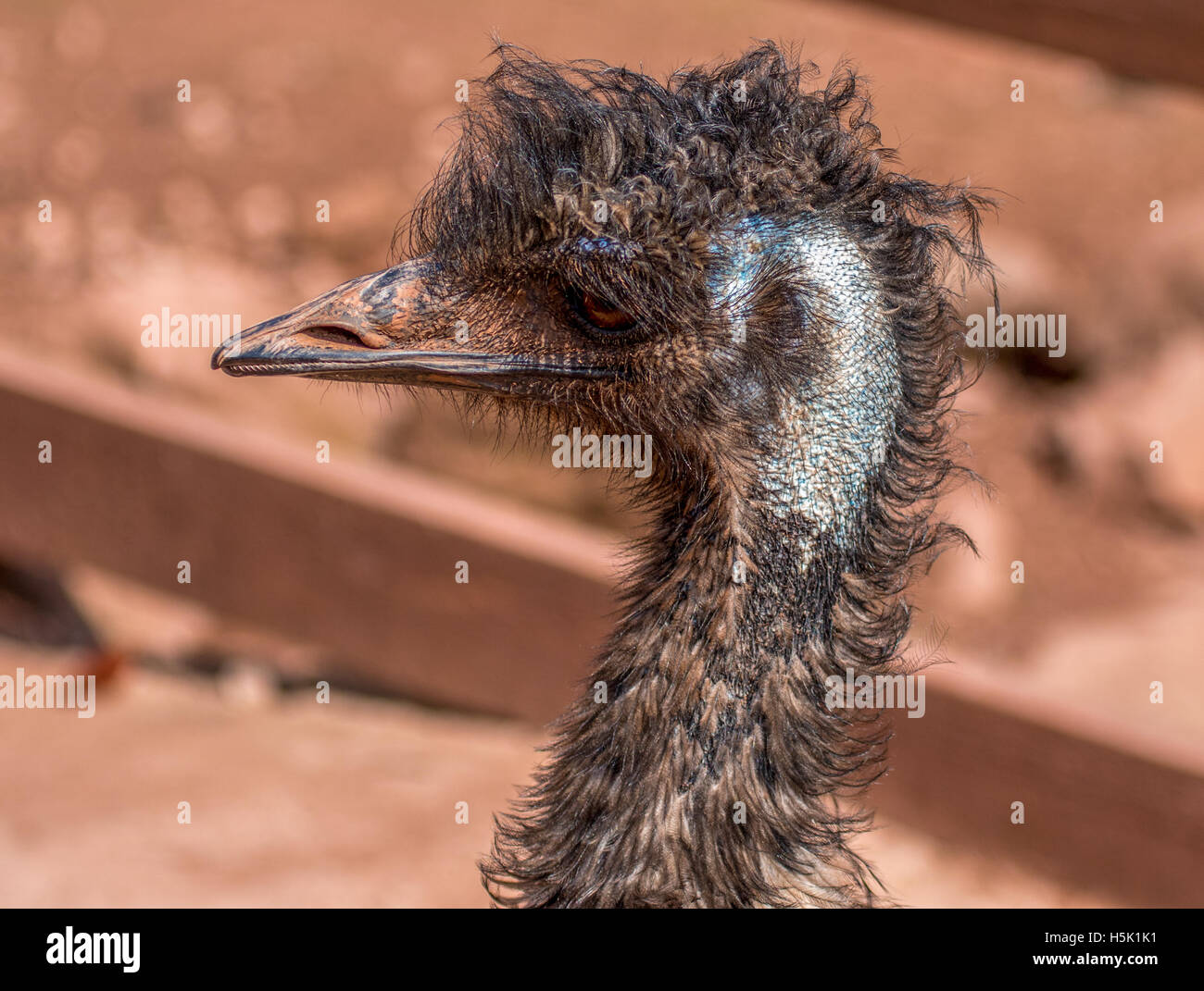 Dishevelled looking bird hi-res stock photography and images - Alamy