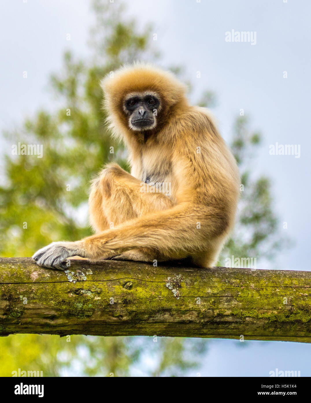 White Handed Gibbon Hylobates Lar looking straight at me Stock Photo ...