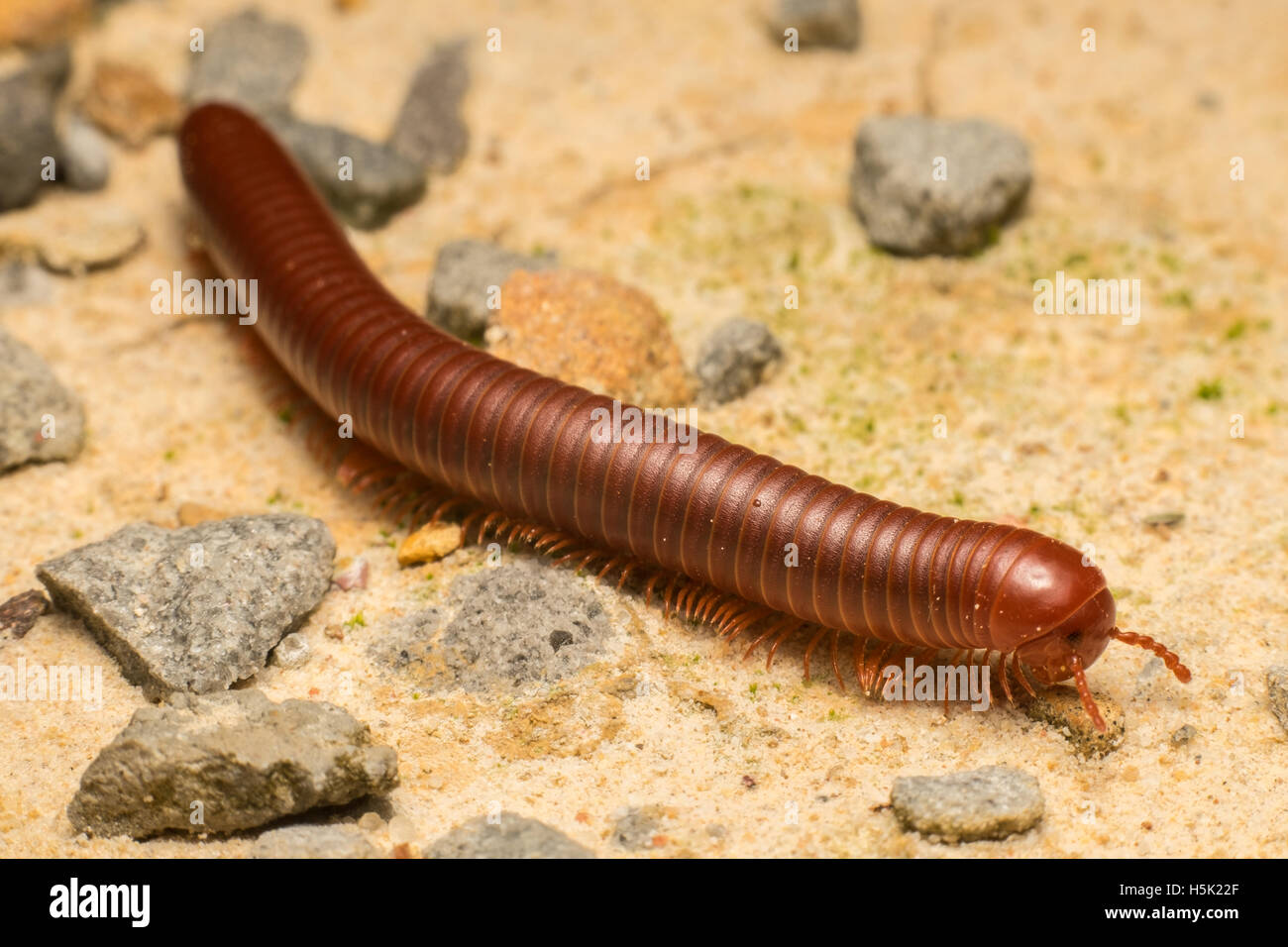 Brown millipedes hi-res stock photography and images - Alamy