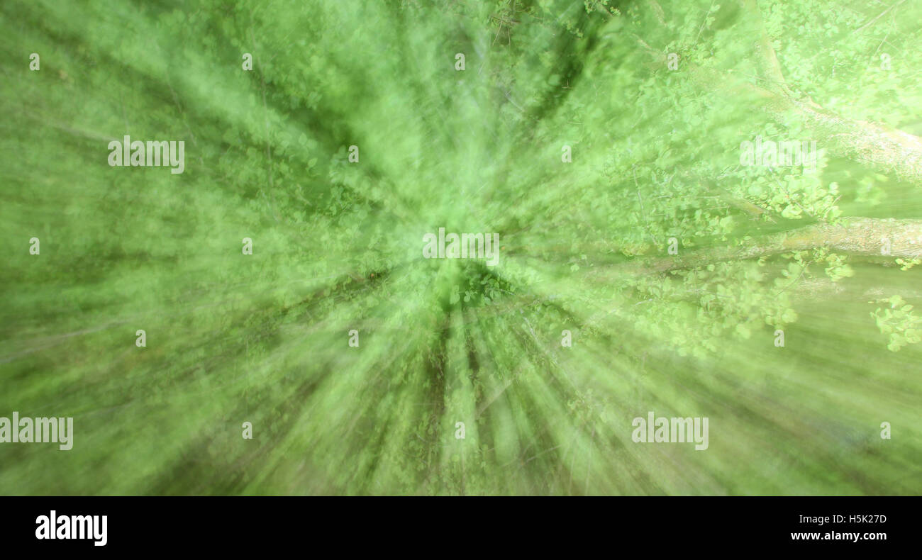 Green Leaves Blowing In Wind