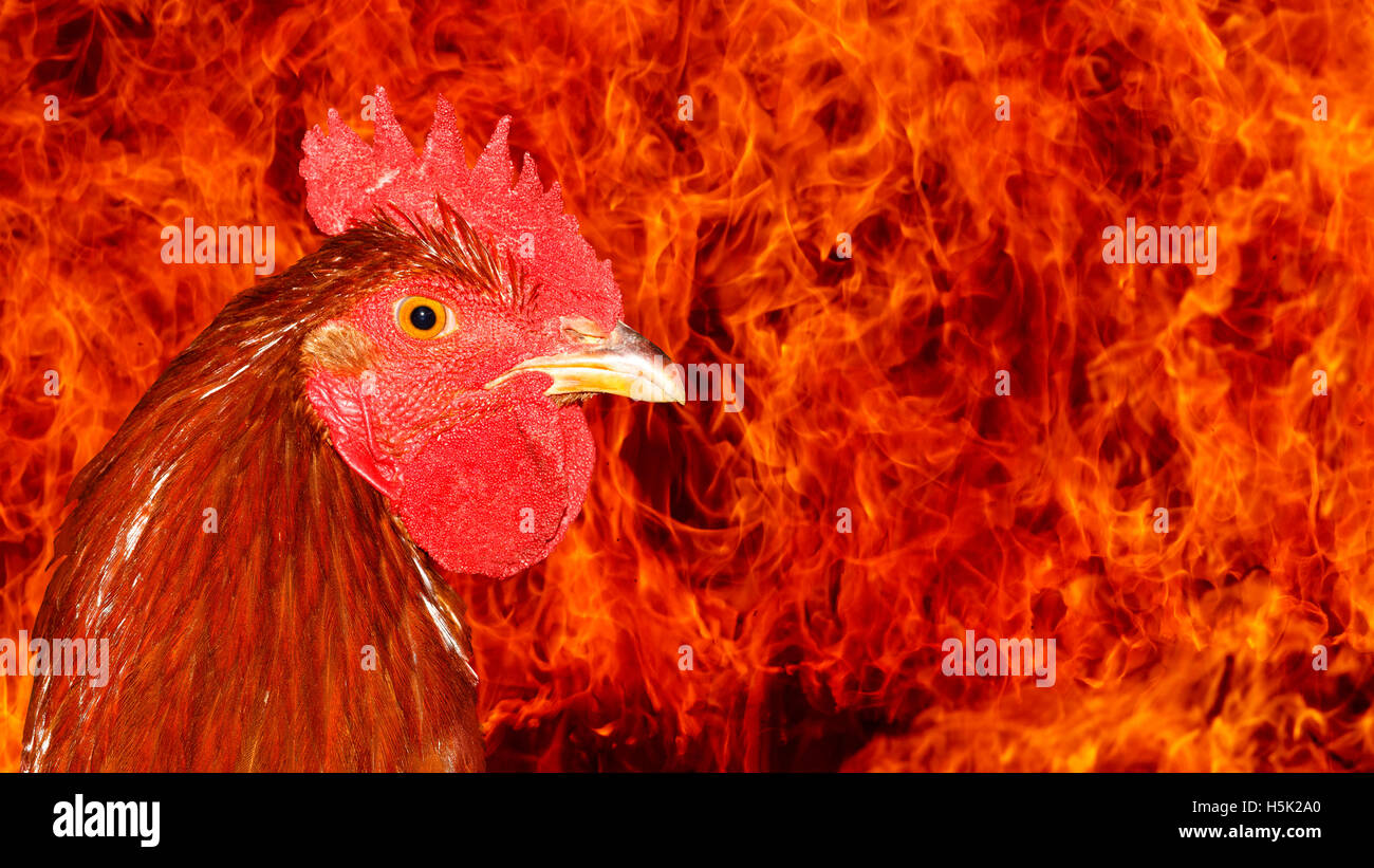 fire rooster portrait Stock Photo - Alamy