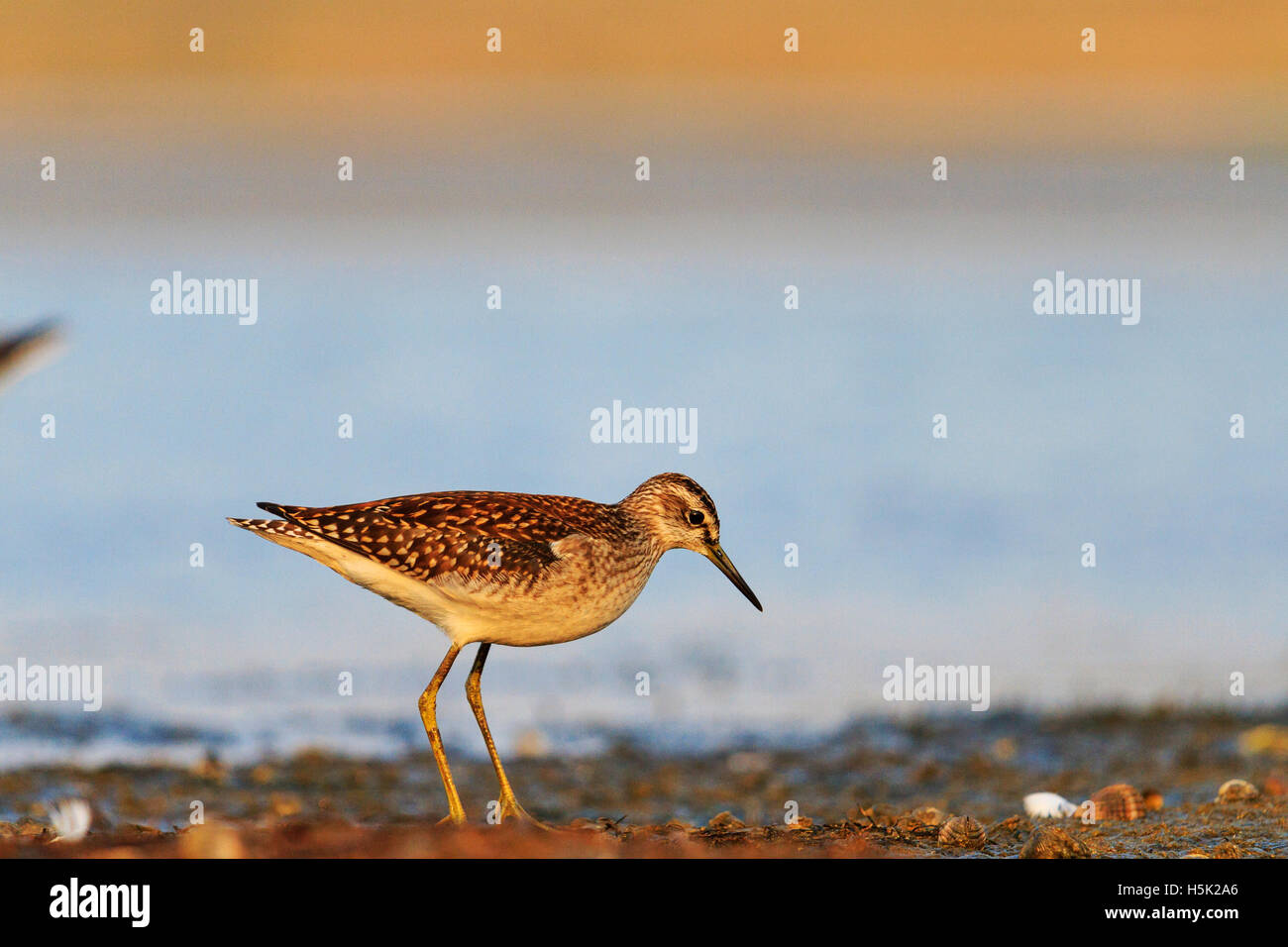 Adult tringa glareola hi-res stock photography and images - Alamy