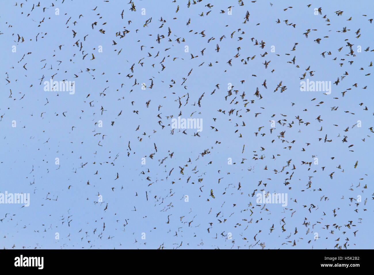 Large crowd of birds hi-res stock photography and images - Alamy