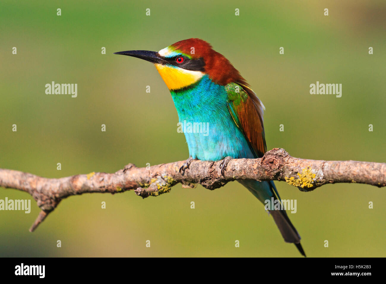Beautiful bird with colorful plumage Stock Photo - Alamy