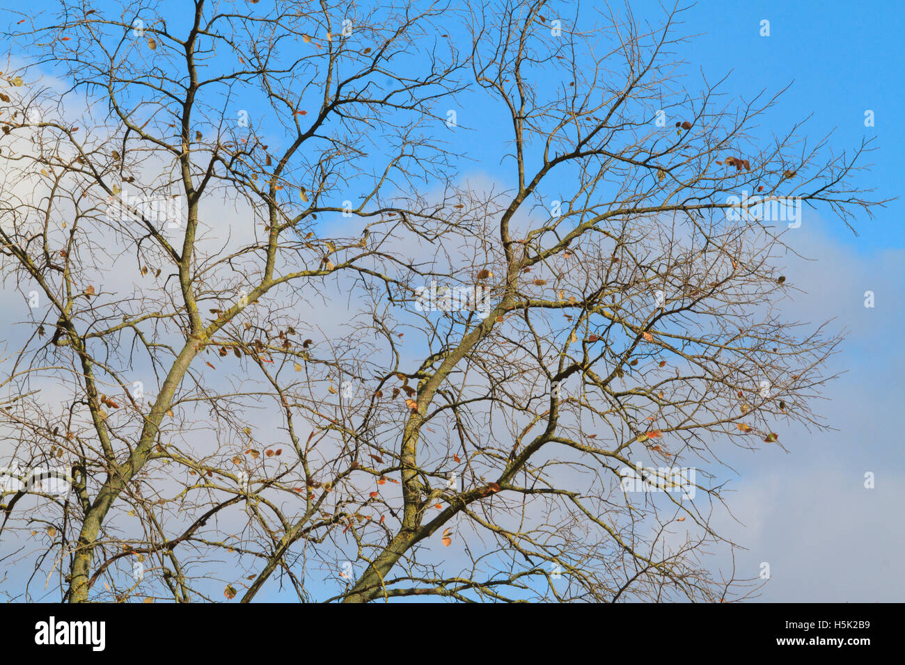 Autumn tree with fallen leaves Stock Photo - Alamy