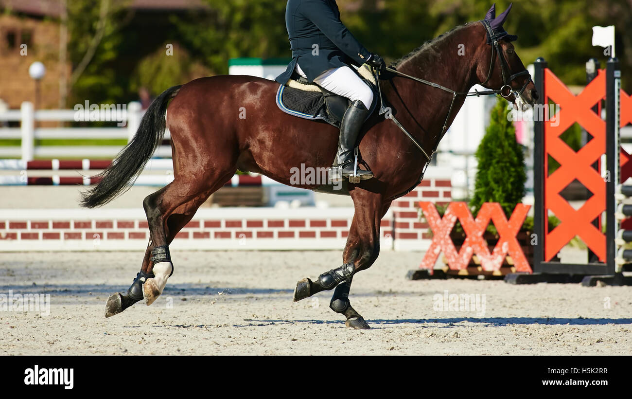 Rider on bay horse in competitions Stock Photo - Alamy