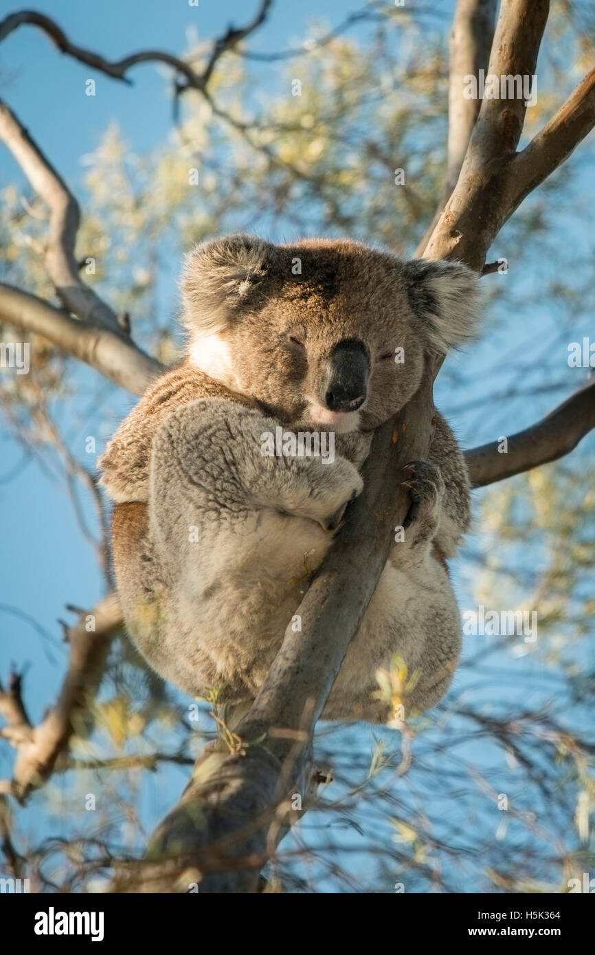 Koala I Pose Koala Sounds: What Noise Does A Koala Make?