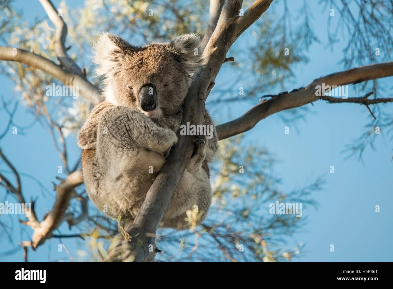 Koala male hi-res stock photography and images - Alamy