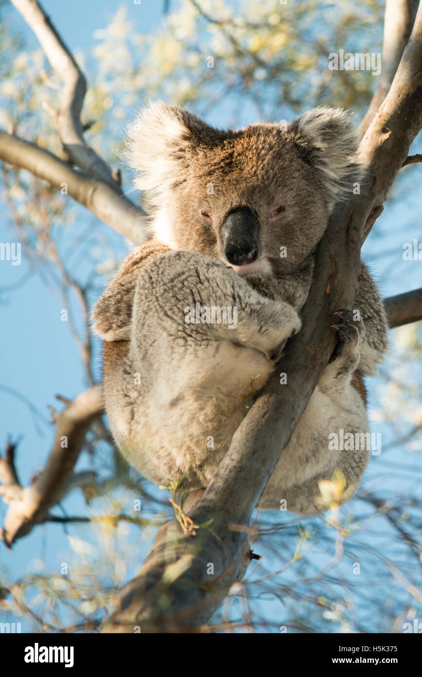A large male wild koala poses on an gum tree in Australia Stock Photo ...
