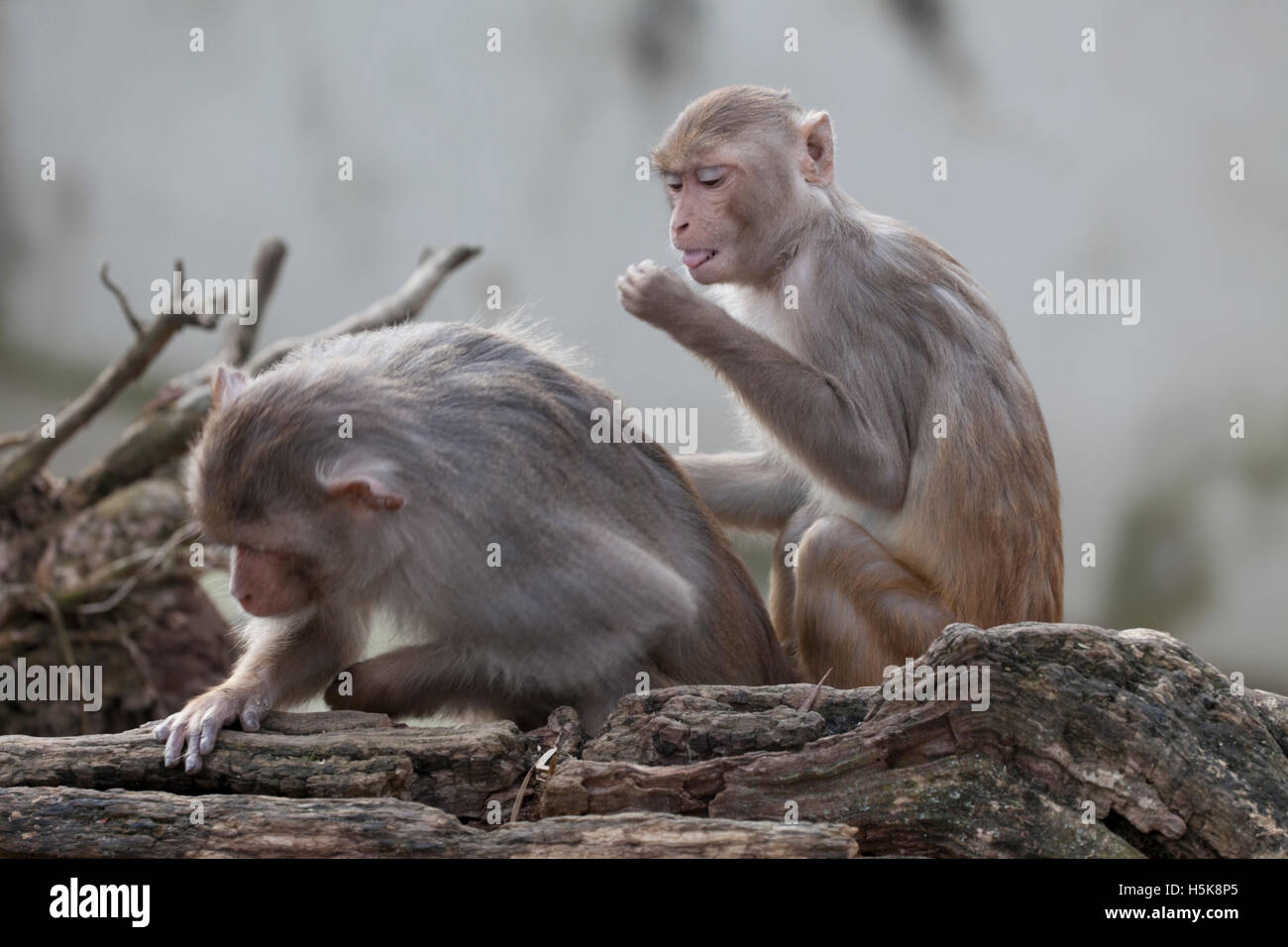 Rhesus Macaques (Macaca mulatta Stock Photo - Alamy