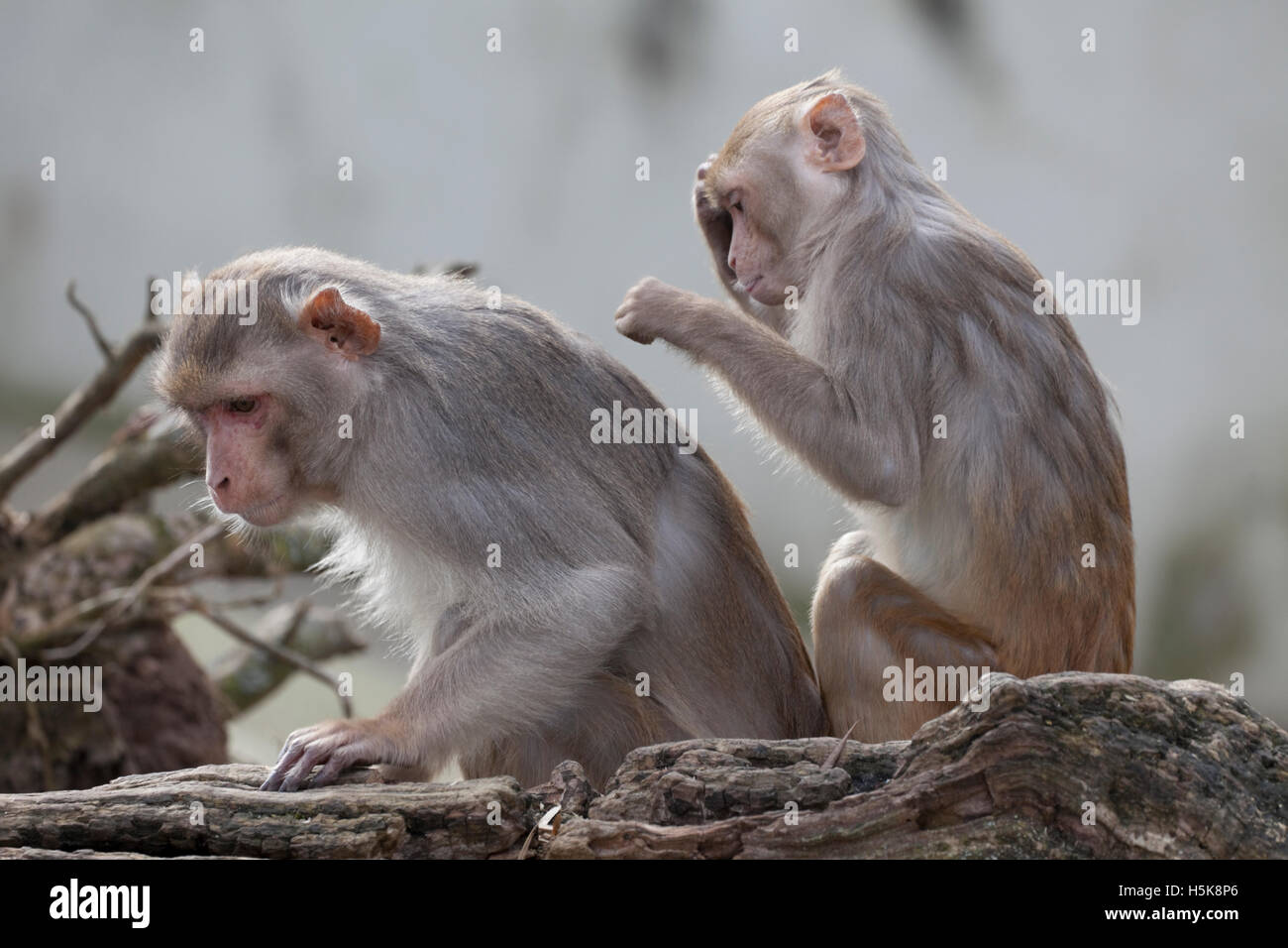 Two rhesus macaque monkeys hi-res stock photography and images - Alamy
