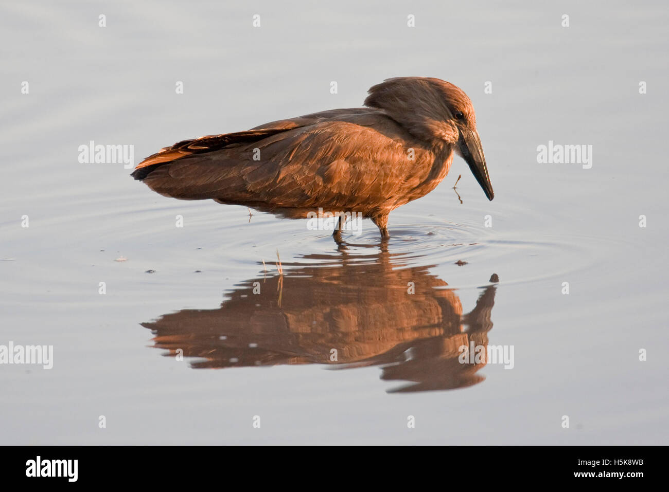 Hamerkop, Hammer head, Hammerhead, Hammerhead Stork, Umbrette, Umber ...