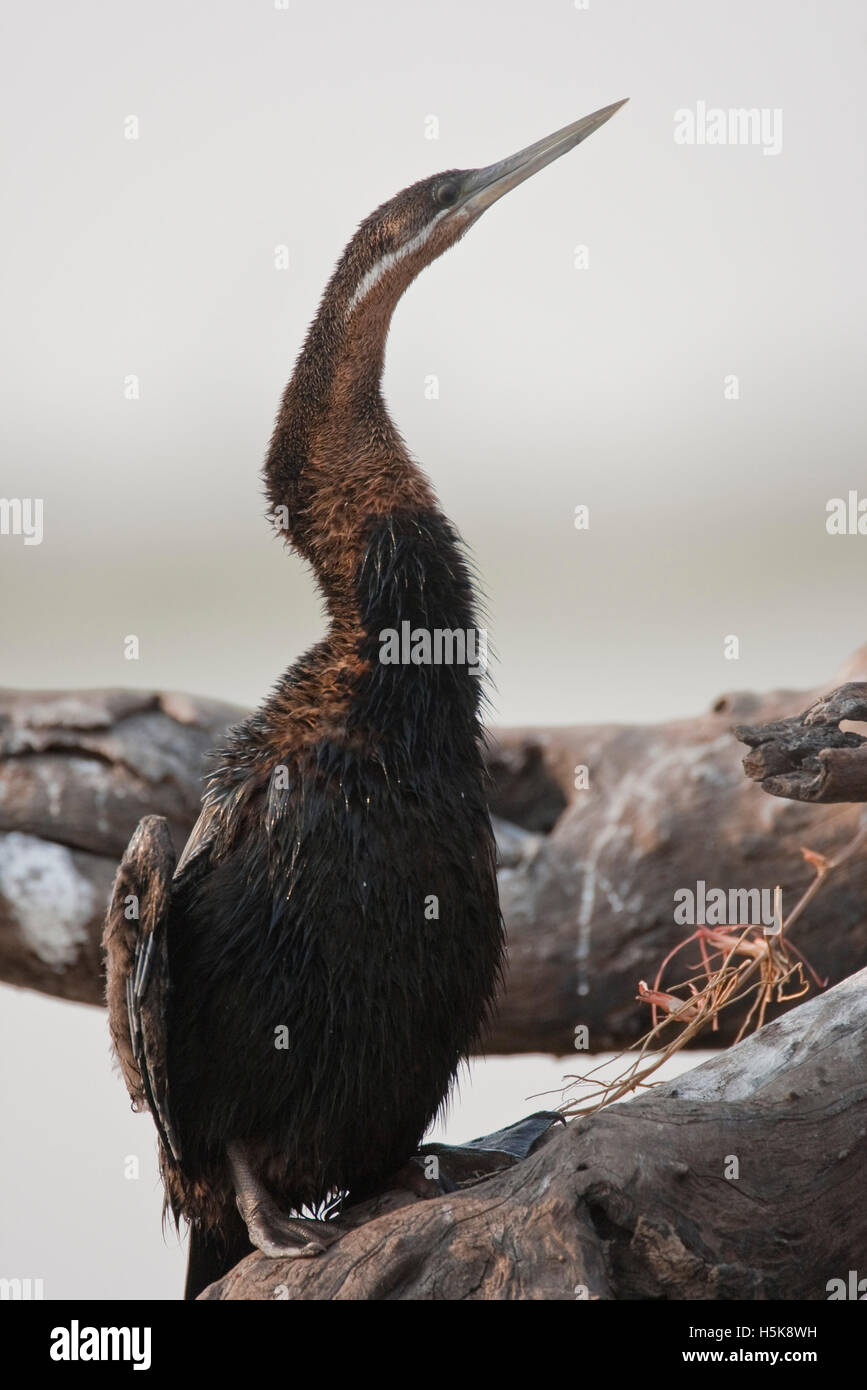 Indian darter hi-res stock photography and images - Alamy