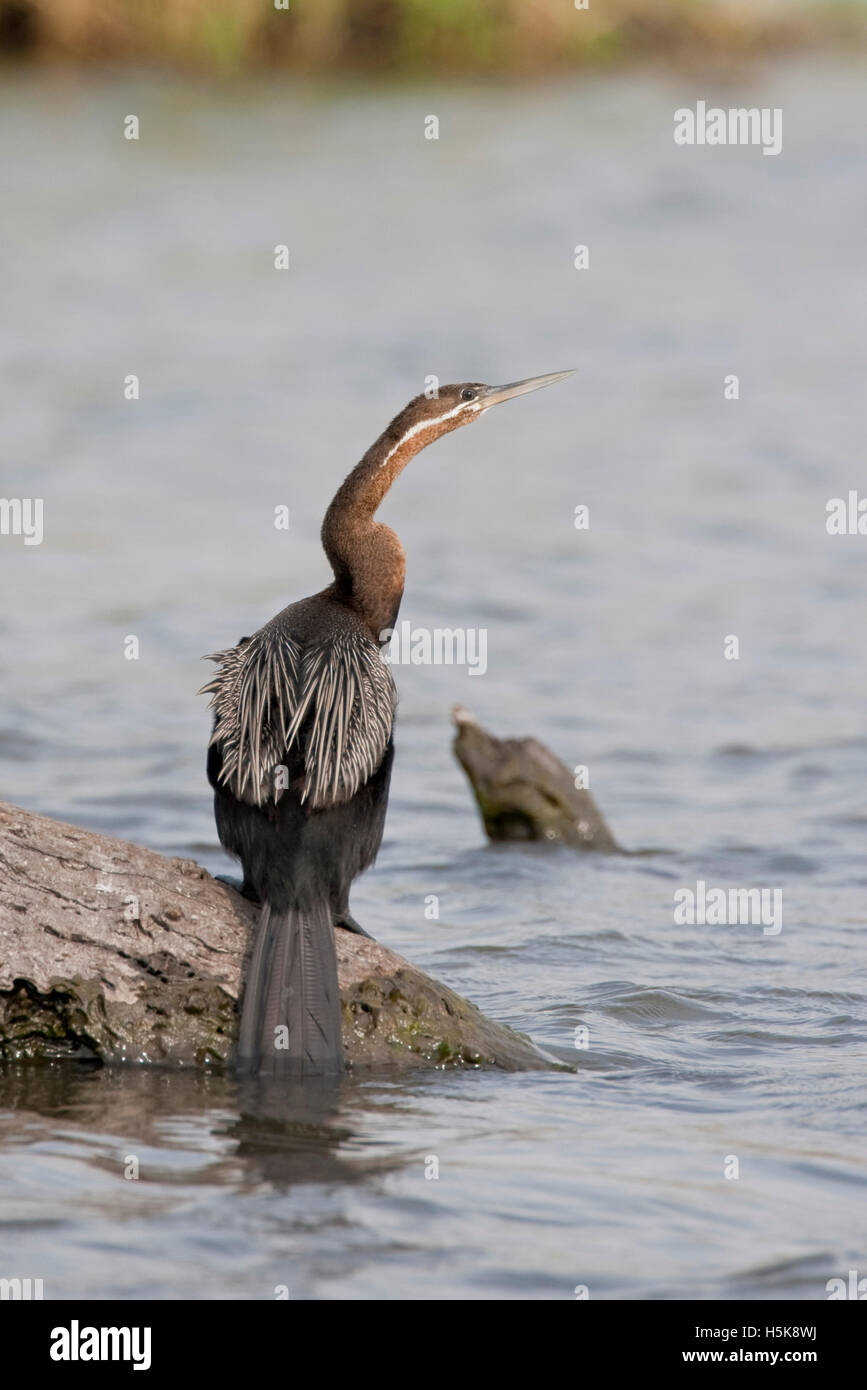 Indian darter hi-res stock photography and images - Alamy