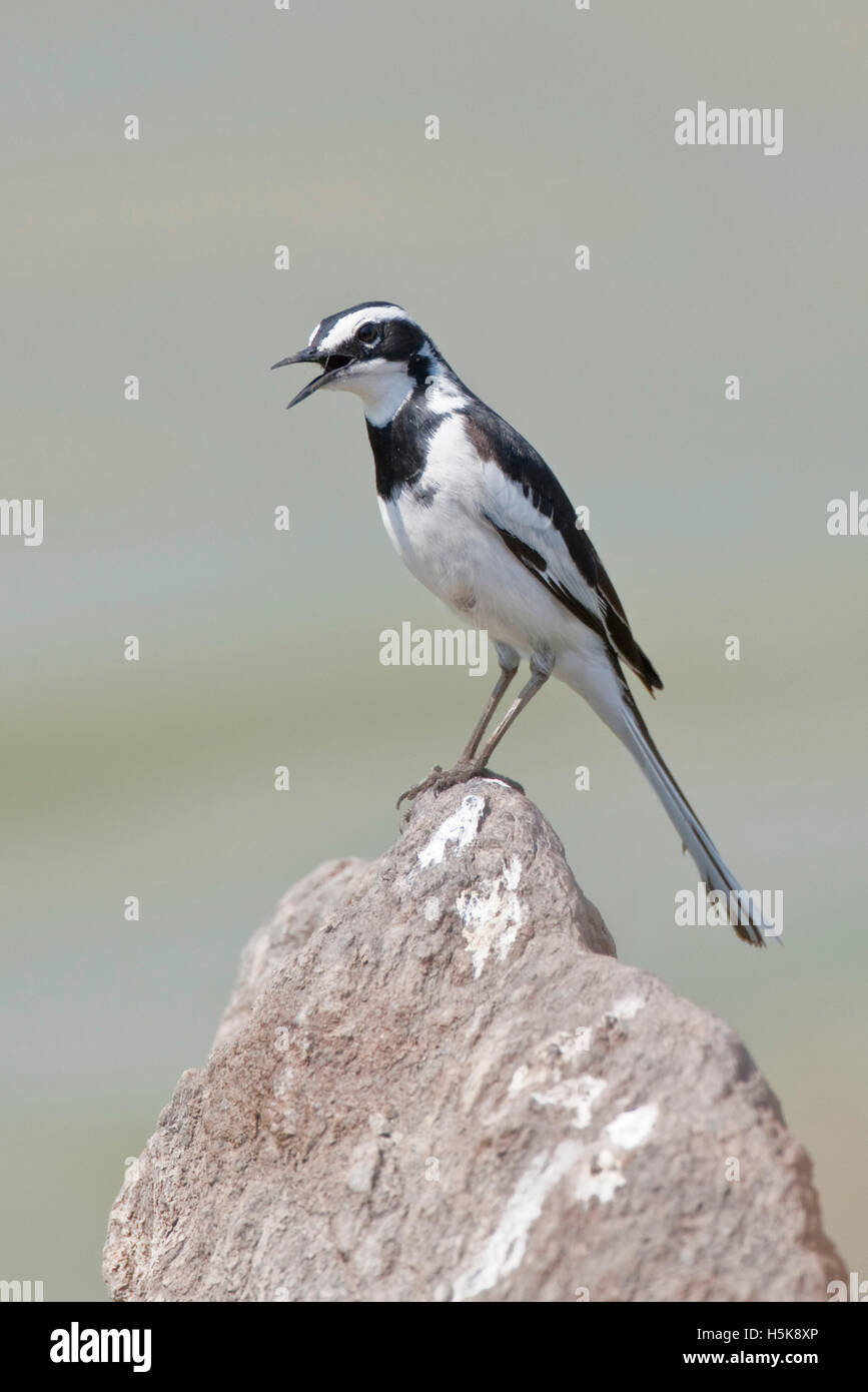 African Pied Wagtail (Motacilla aguimp), Hwange National Park, Zimbabwe, Africa Stock Photo - Alamy