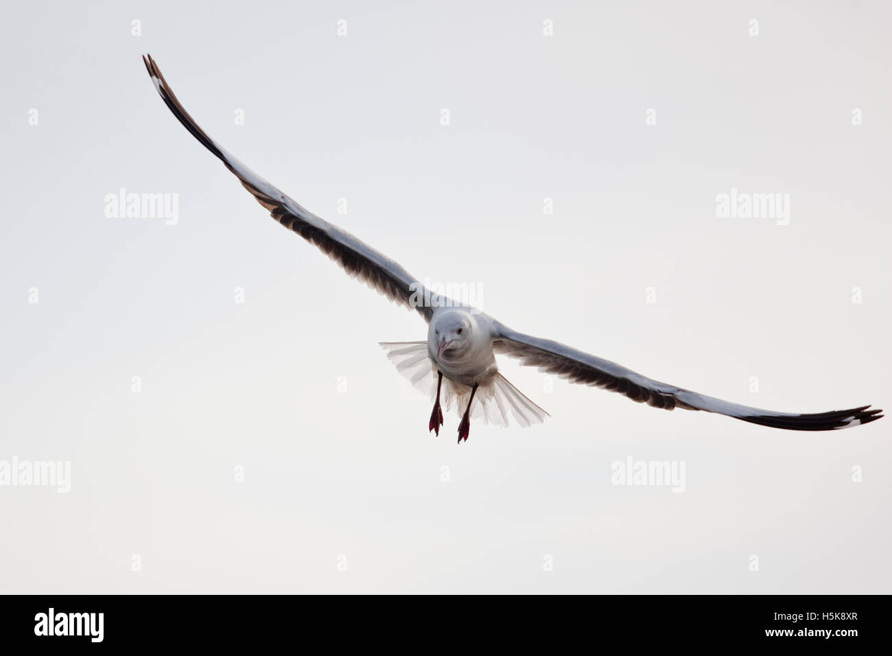 Grey Headed Gull High Resolution Stock Photography and Images - Alamy