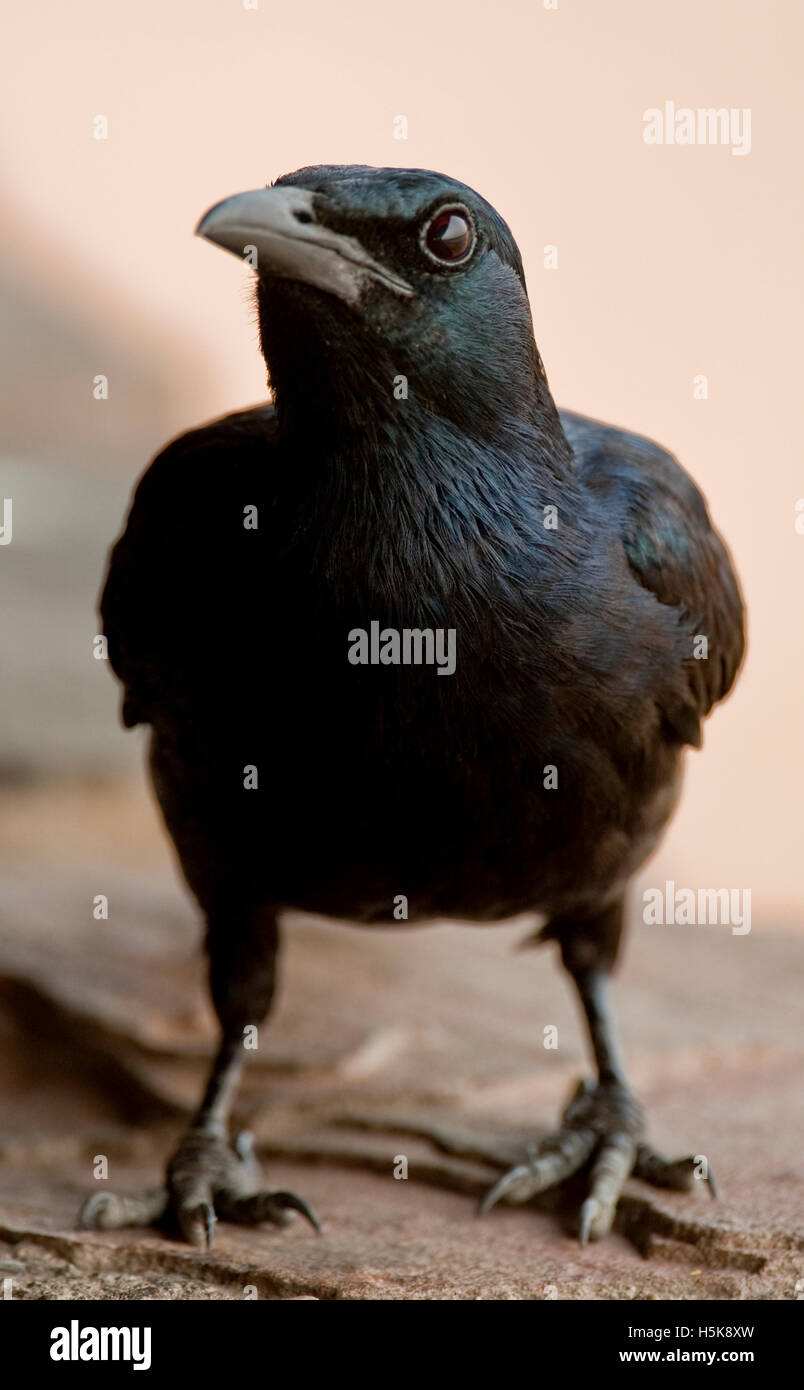 Black crow hi-res stock photography and images - Alamy